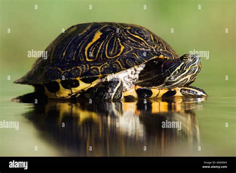 Image result for Slider Turtle