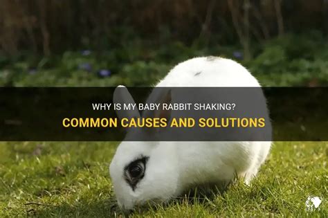 Image result for Rabbit Squeaking
