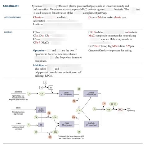 Image result for Complement System Pathway Flowchart