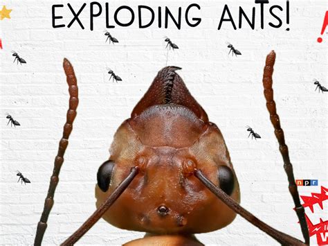 Image result for Exploding Ants No Commentary