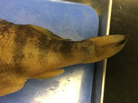 Image result for Perch Fish Dissection