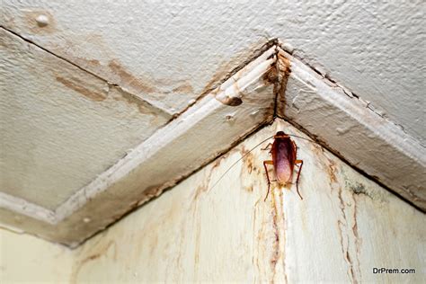 Image result for Cockroach Infestation