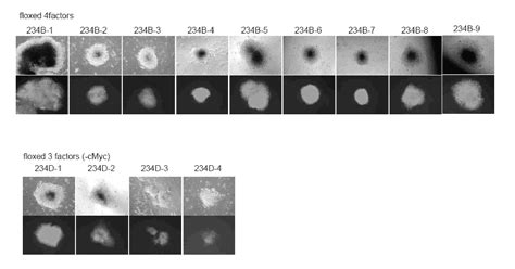 Image result for Gene Reprogramming