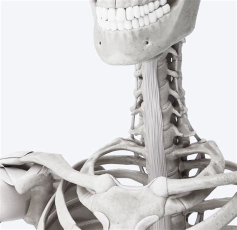 Image result for Human Simulation