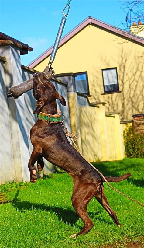 Image result for Spring Pole Dog Training