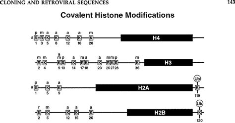 Image result for Pattern Modification of Histone Tails