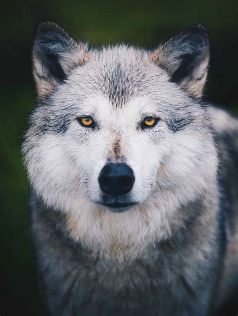 Image result for Alaska Zoo Wolves