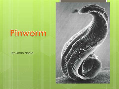 Image result for What Is Pinworm