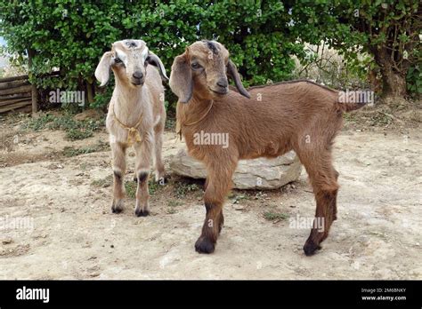 Image result for Goats Smiling