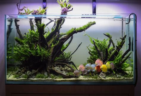 Image result for Natural Discus