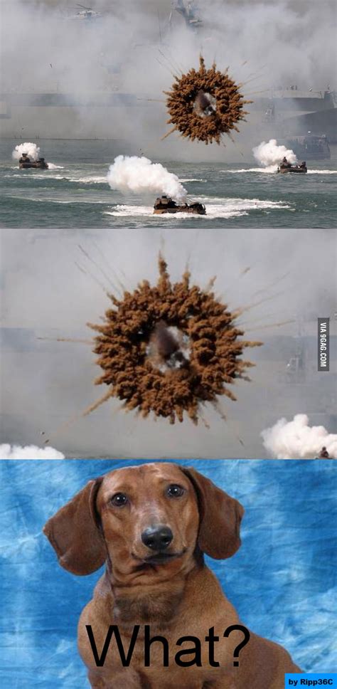 Image result for Exploding Dogs Just for Laughs