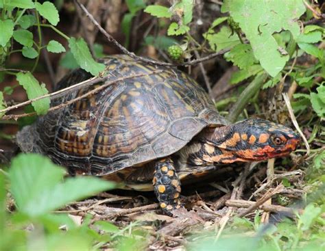 Eastern Box Turtle