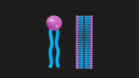 Image result for Phospholipid Structure Model