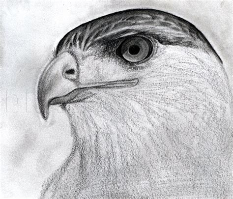 Image result for Simple Drawing of a Hawk