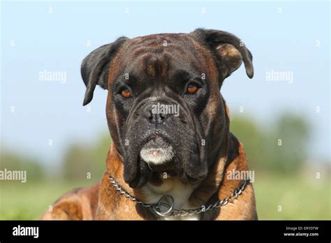 Image result for German Boxer