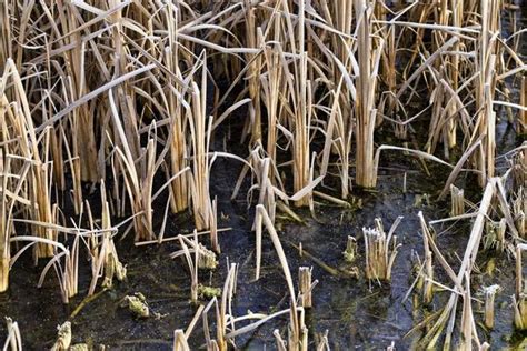 Image result for Minecraft Swamp Water Texture