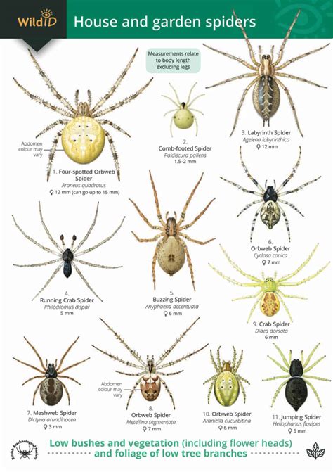Image result for Identifying Spiders