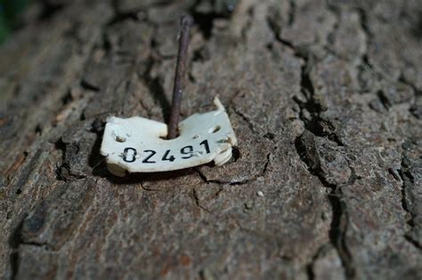 Image result for Nails Code Lookup