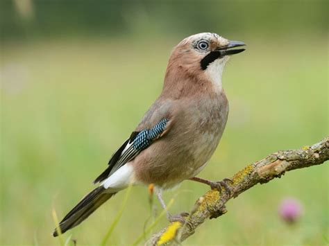 Image result for Crow Types