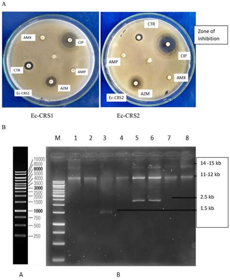Image result for Disk Diffusion Method