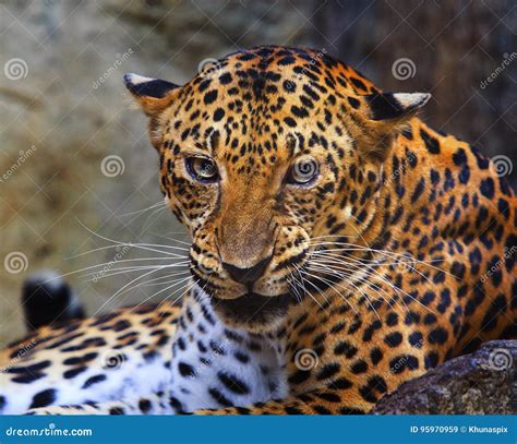 Image result for Angry Leopard