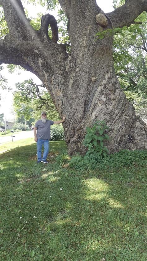 Image result for Is Devils Tower a Tree