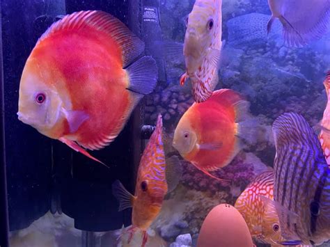 Image result for Ruby Red Discus