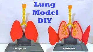 Image result for Lung Model Science Project