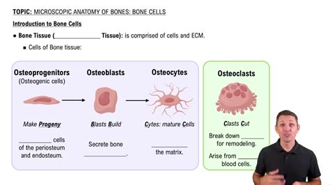Image result for Bone Cells Function