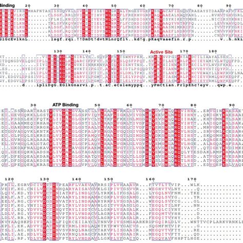 Image result for DNA Multiple Sequence Alignment