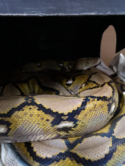 Image result for Reticulated Python Female