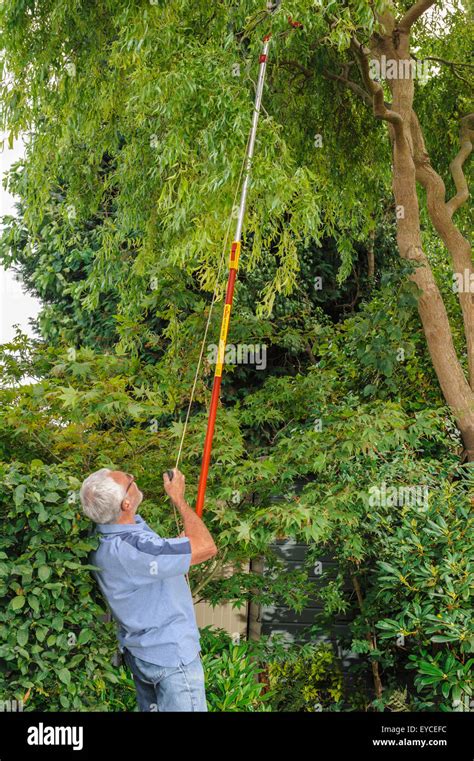 Image result for Tree Lopper Lift