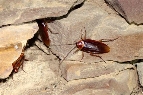 Image result for Types of Cockroaches Images