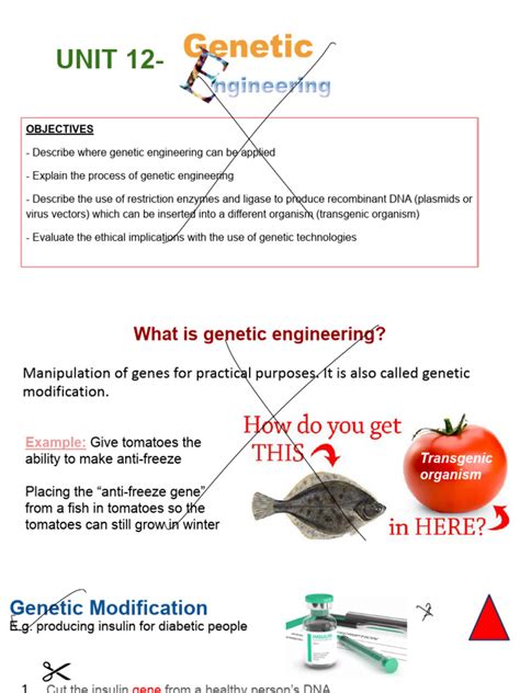 Image result for Genetic Engineering Lecture Notes PDF
