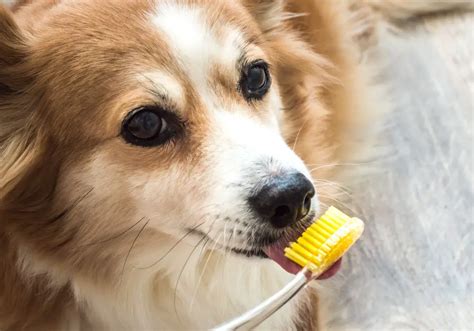 Image result for Regular Toothpaste for Dogs