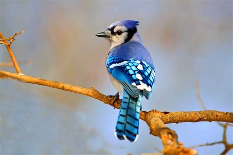 Image result for Blue Mockingjay