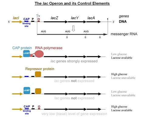 Image result for Operon Structure