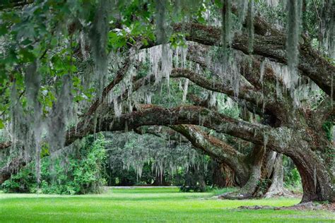 Image result for Live Oak Tree Planting Tips