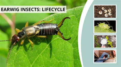 Image result for All Insects