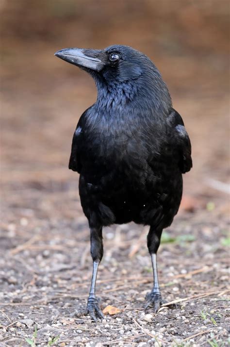 Image result for Crow Types