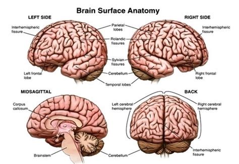 Anatomy Human Brain Image