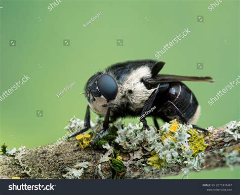 Image result for Mouse Bot Fly