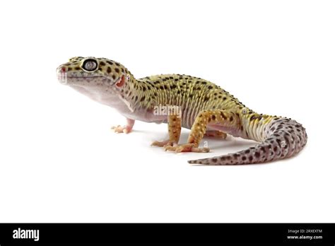 Image result for Leopard Gecko Lizard