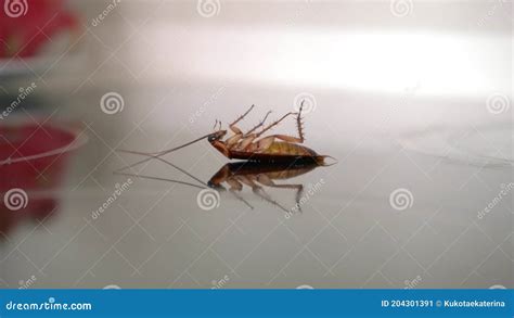Image result for Cockroach On Its Back