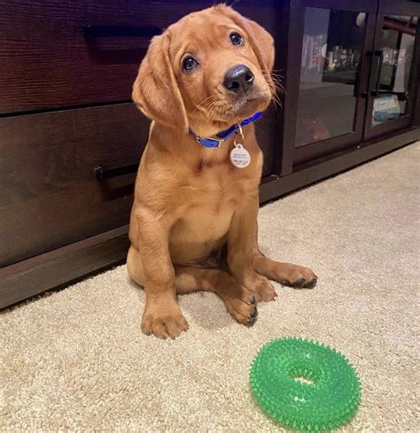 Image result for Fox Red Lab Pups