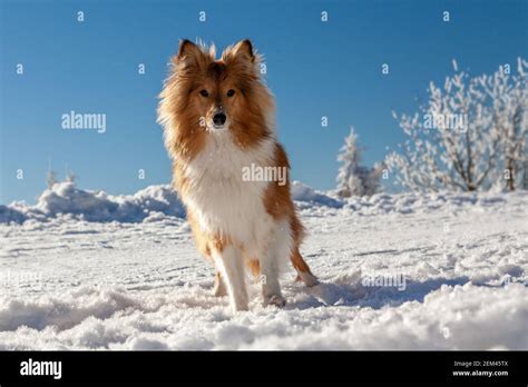Image result for Sheltie Spring Pictures