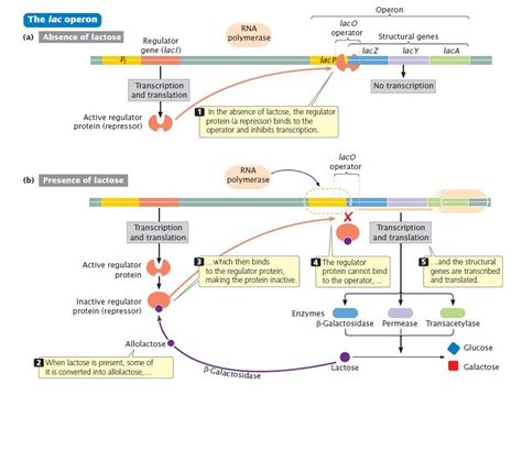 Image result for Lac Operon Positive Control