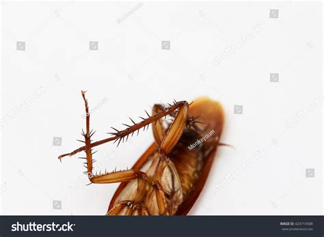 Image result for Cockroach Legs