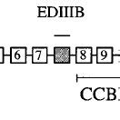 Image result for Fibronectin Domain Structure