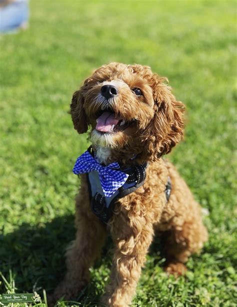 Image result for Apricot Cavapoo